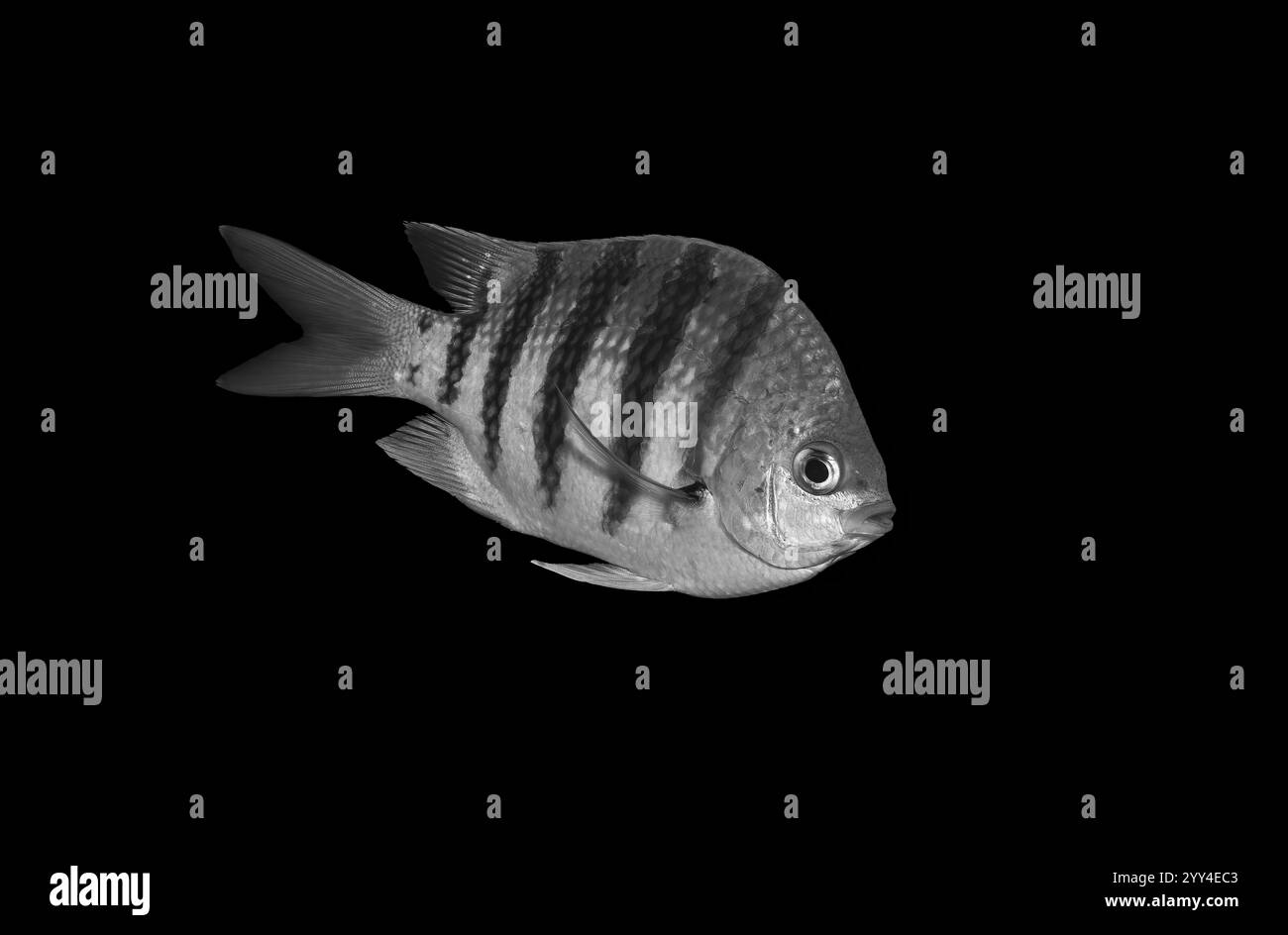 A black and white fish with distinct vertical stripes swims elegantly ...