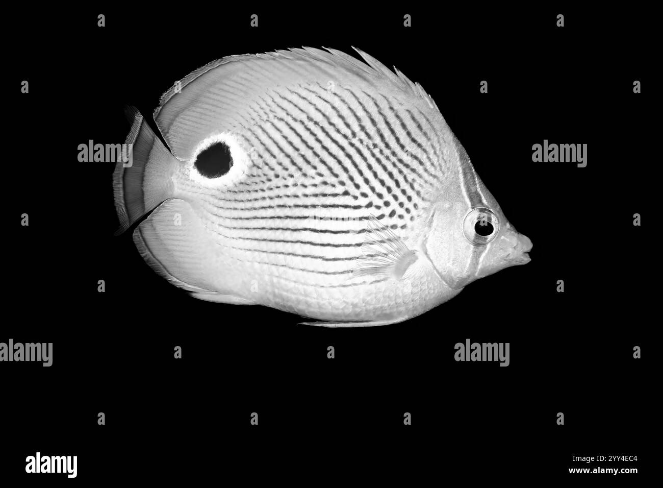 A detailed, high-contrast image of a black and white fish, showcasing ...