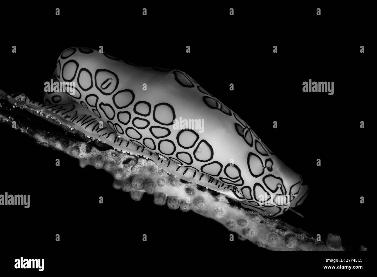 Black and white animal with intricate patterns on its body The close-up ...