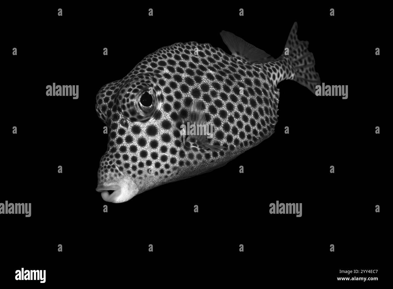 Unique fish showcases hi-res stock photography and images - Alamy