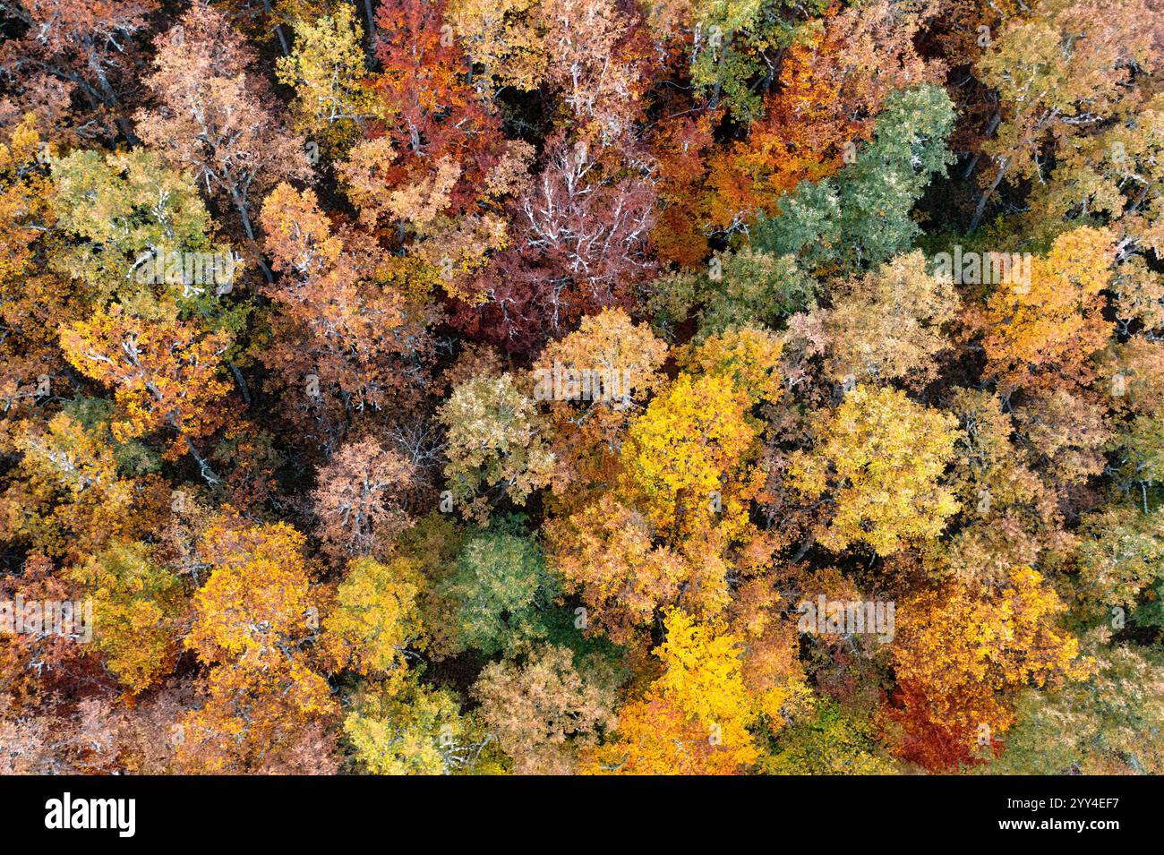 Diversity of ancient flora hi-res stock photography and images - Alamy
