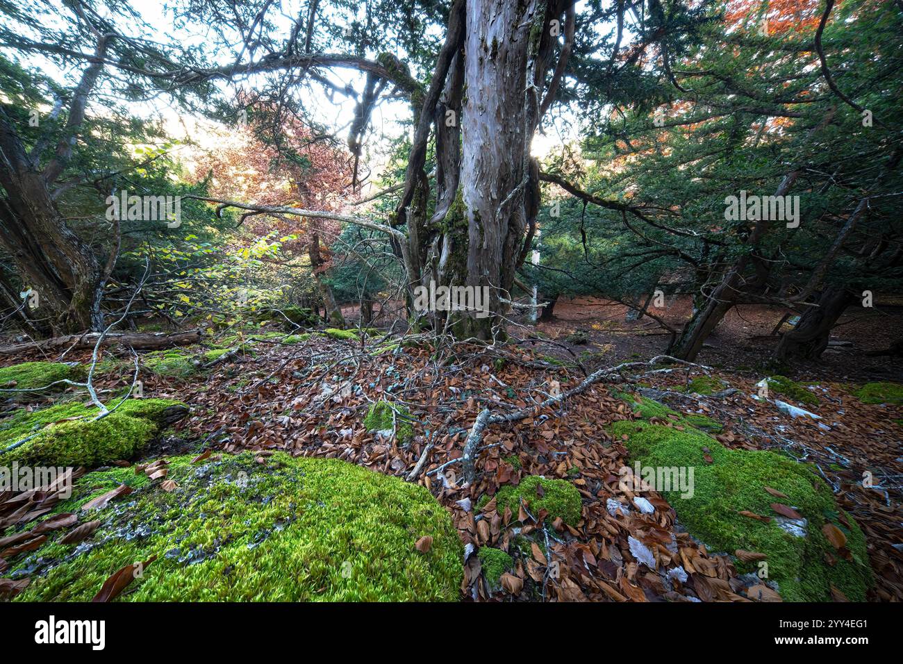 Millenary yew tree graces the forest floor of Tosande, surrounded by ...