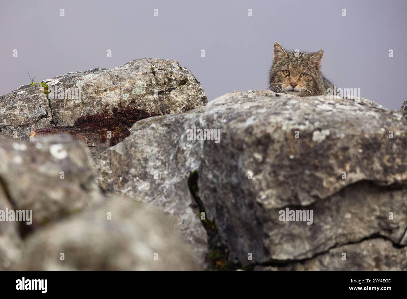 A cautious adult male wildcat surveys its surroundings from atop a ...