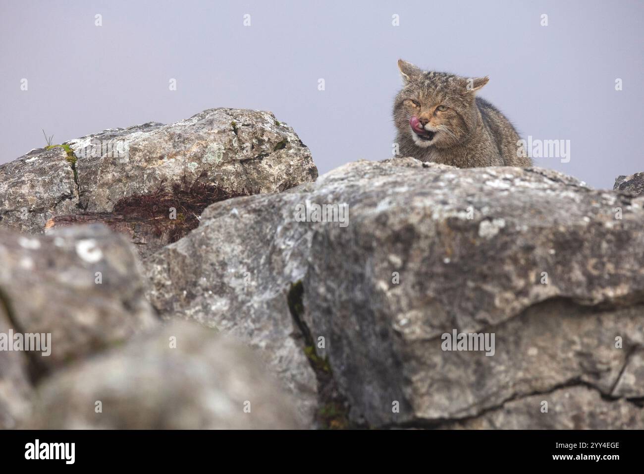 An adult wildcat with striking features is captured against the rugged ...