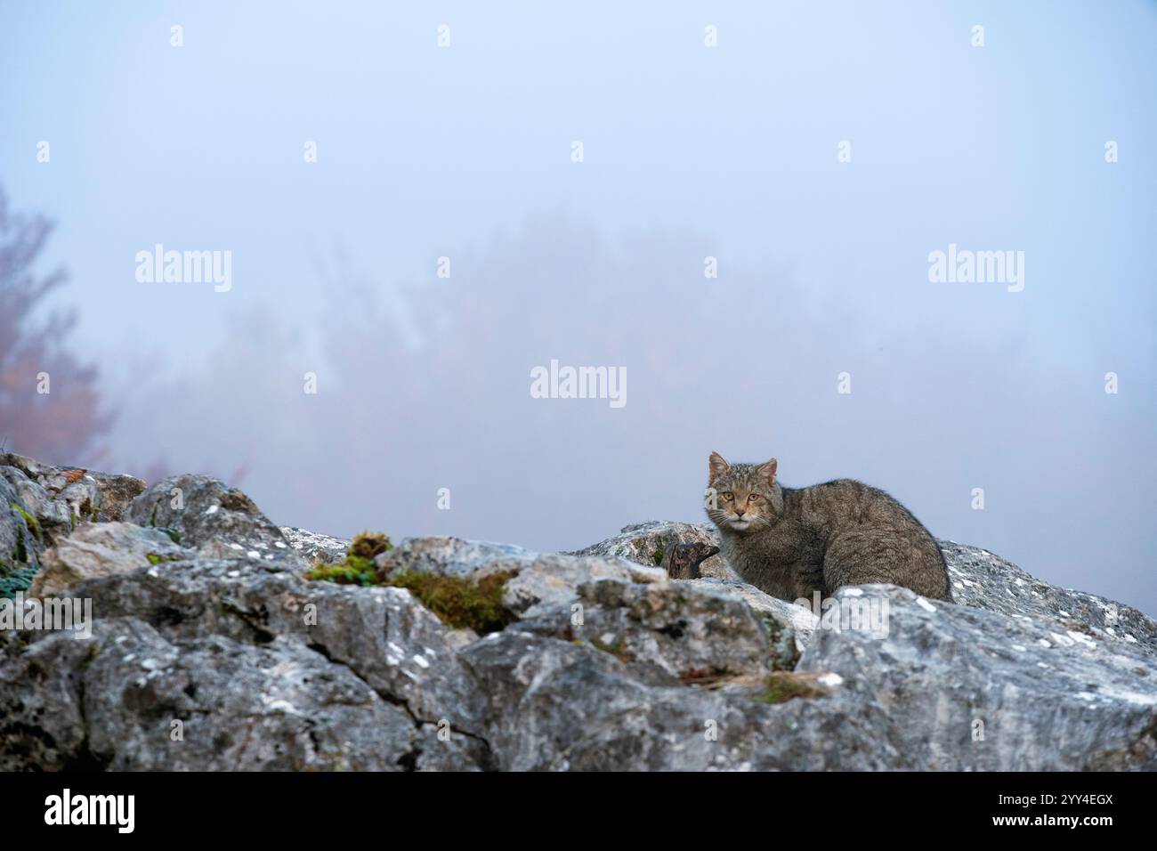 An adult male wildcat sits atop rugged rocks against a misty backdrop ...