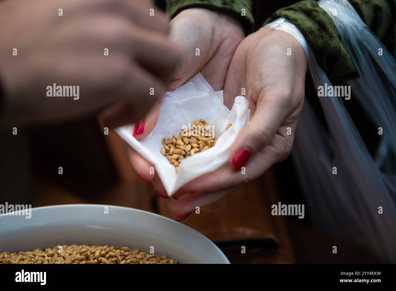 Womans hands taking wheat grain in tissue paper, closeup. Church ritual ...