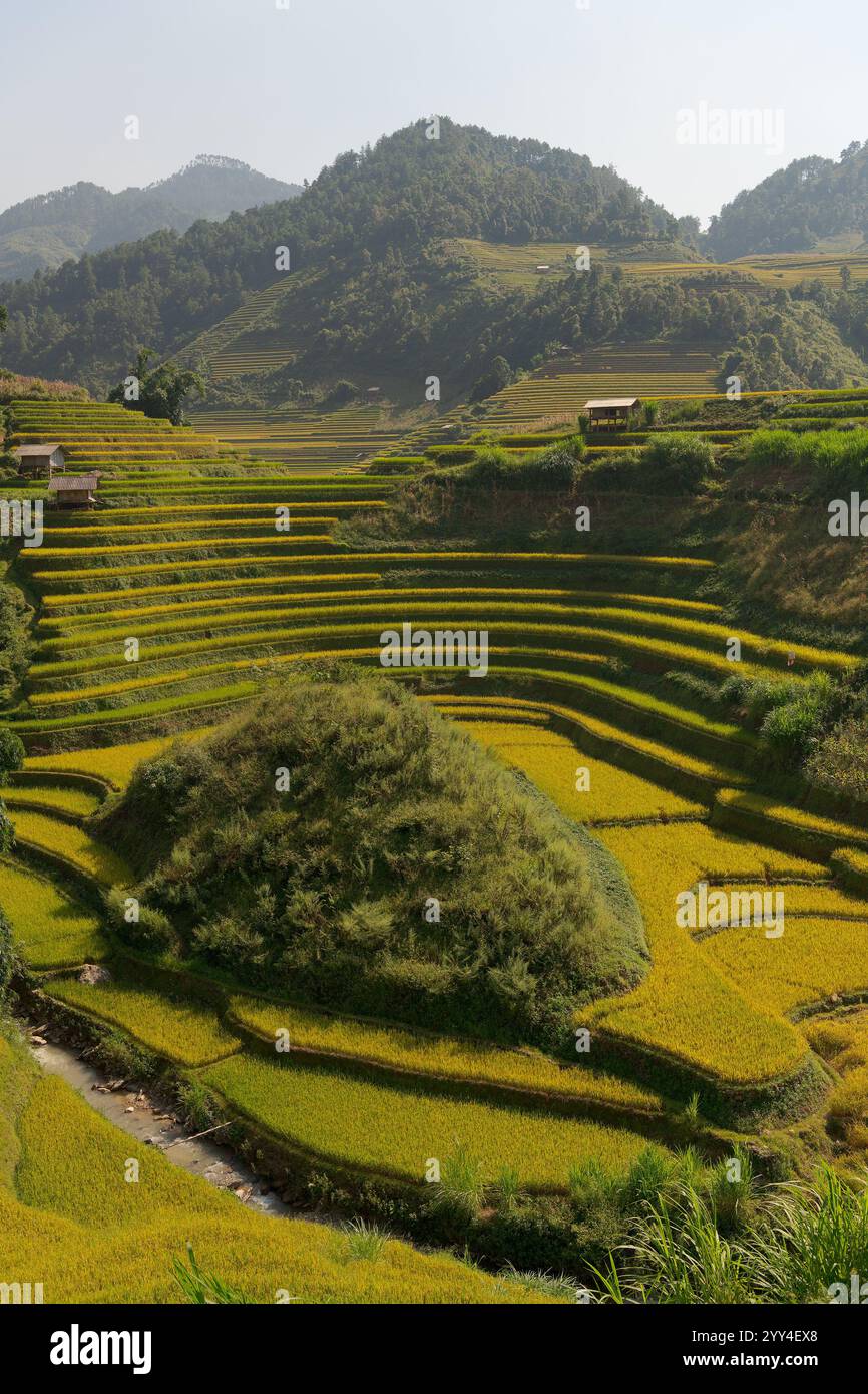 Panoramic view of scenic rice terraces in Bali, featuring vibrant ...