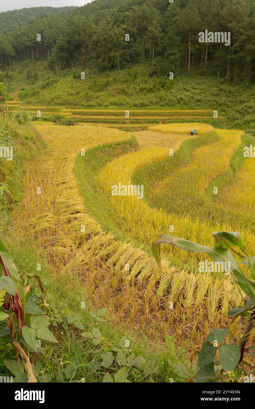 Stunning view of golden terraced rice paddies in Sapa, Vietnam ...