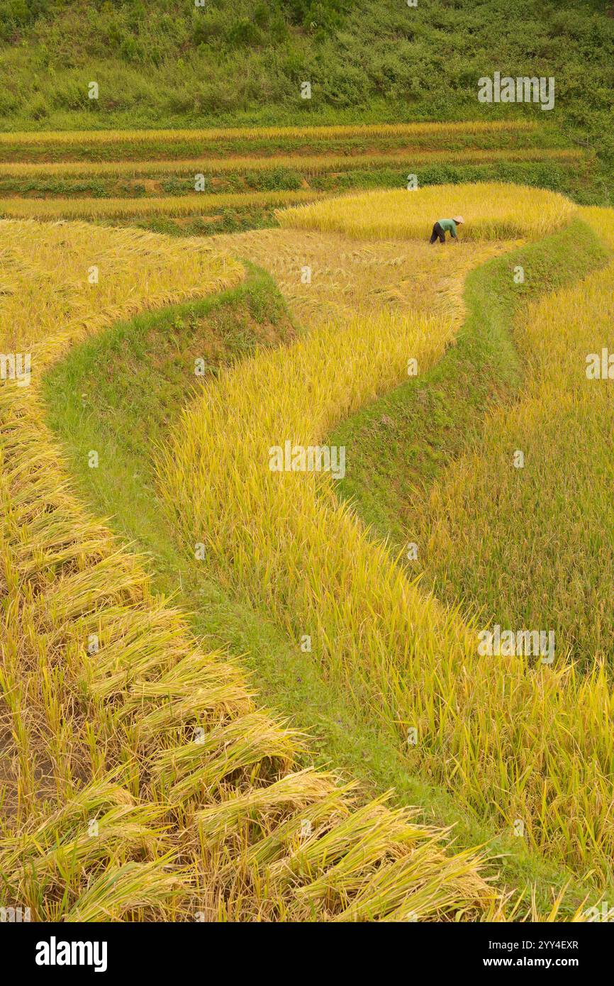 A picturesque view of golden rice paddies in Sapa, Vietnam, showcasing ...