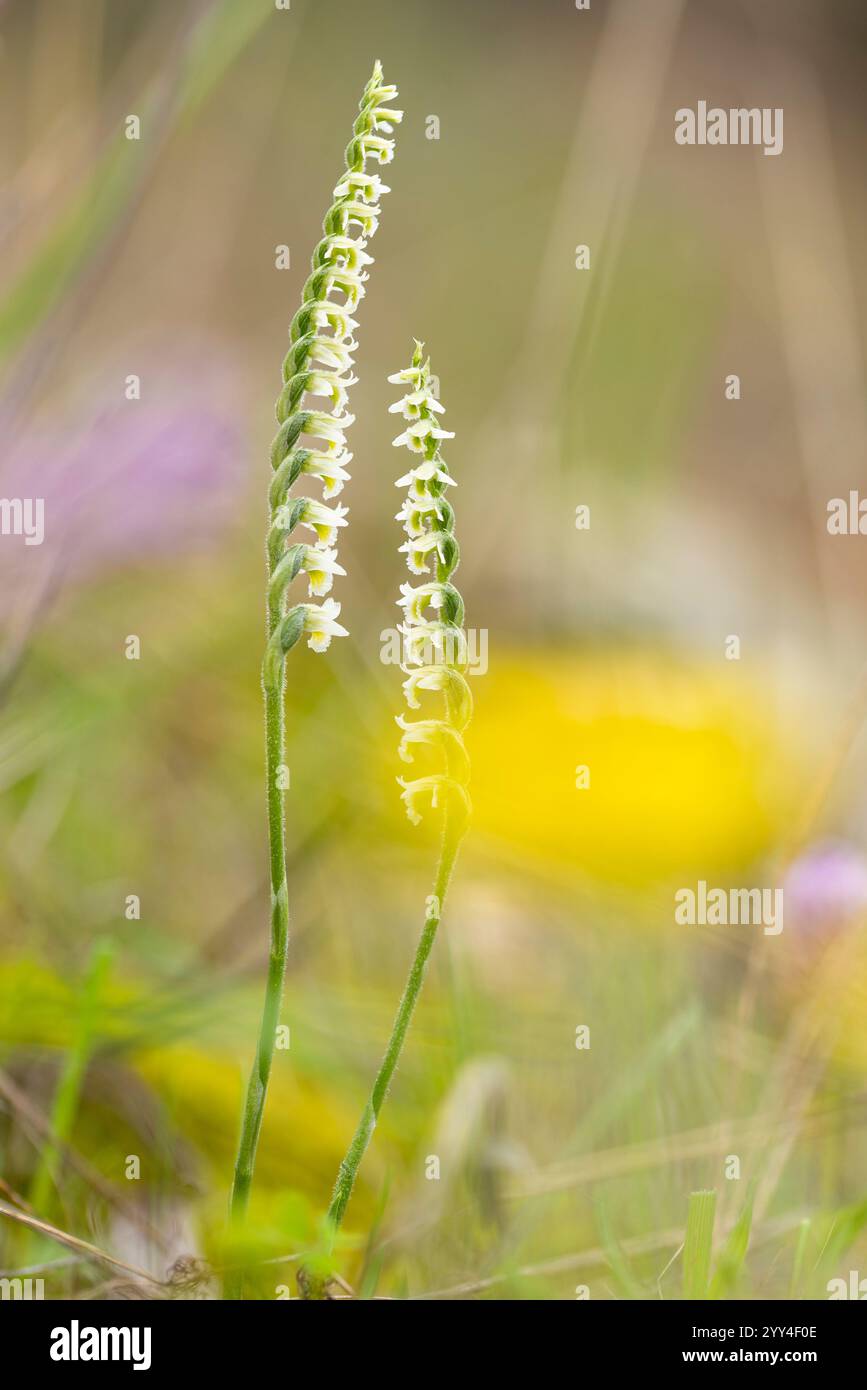 Stand amidst soft grasses hi-res stock photography and images - Alamy