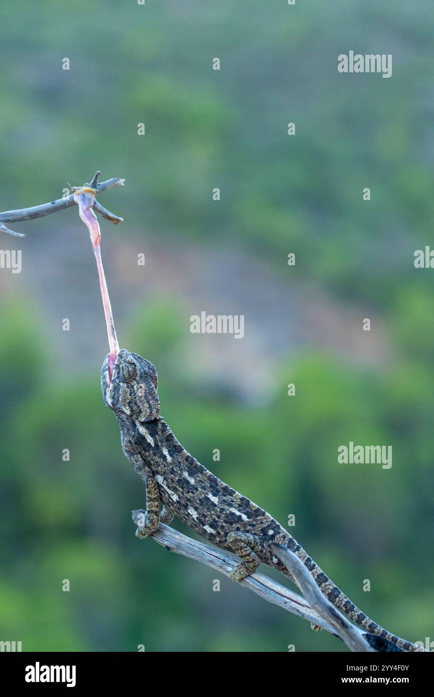 A chameleon catches its prey with a long, sticky tongue while clinging ...