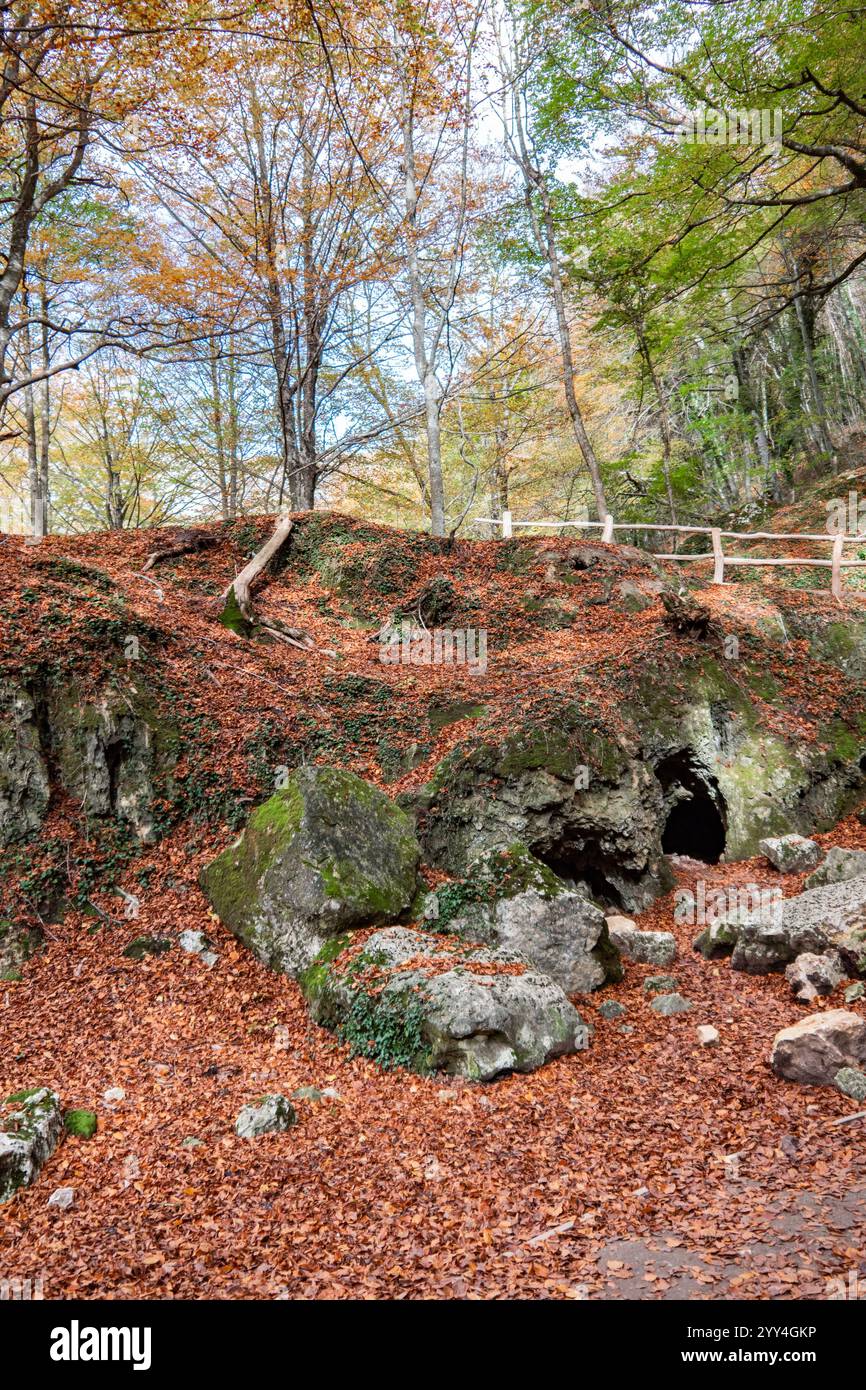 A picturesque autumn forest scene features vibrant fall foliage and a ...