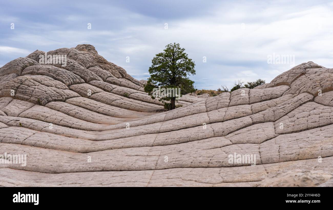 A solitary tree stands resilient among the unique, wave-like rock ...