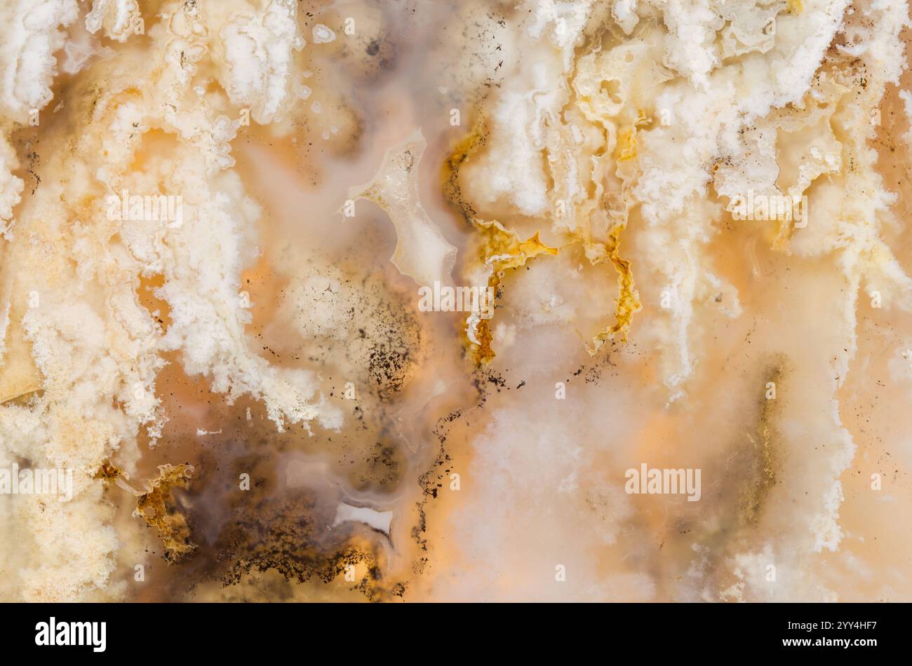 Close-up shot of a Graveyard Point Plume Agate from eastern Oregon ...