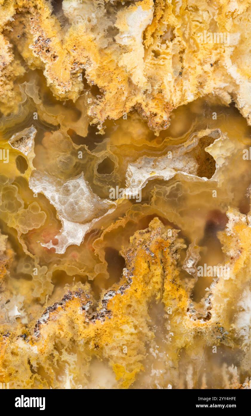 Close-up shot of the intricate patterns of a Graveyard Point Plume ...