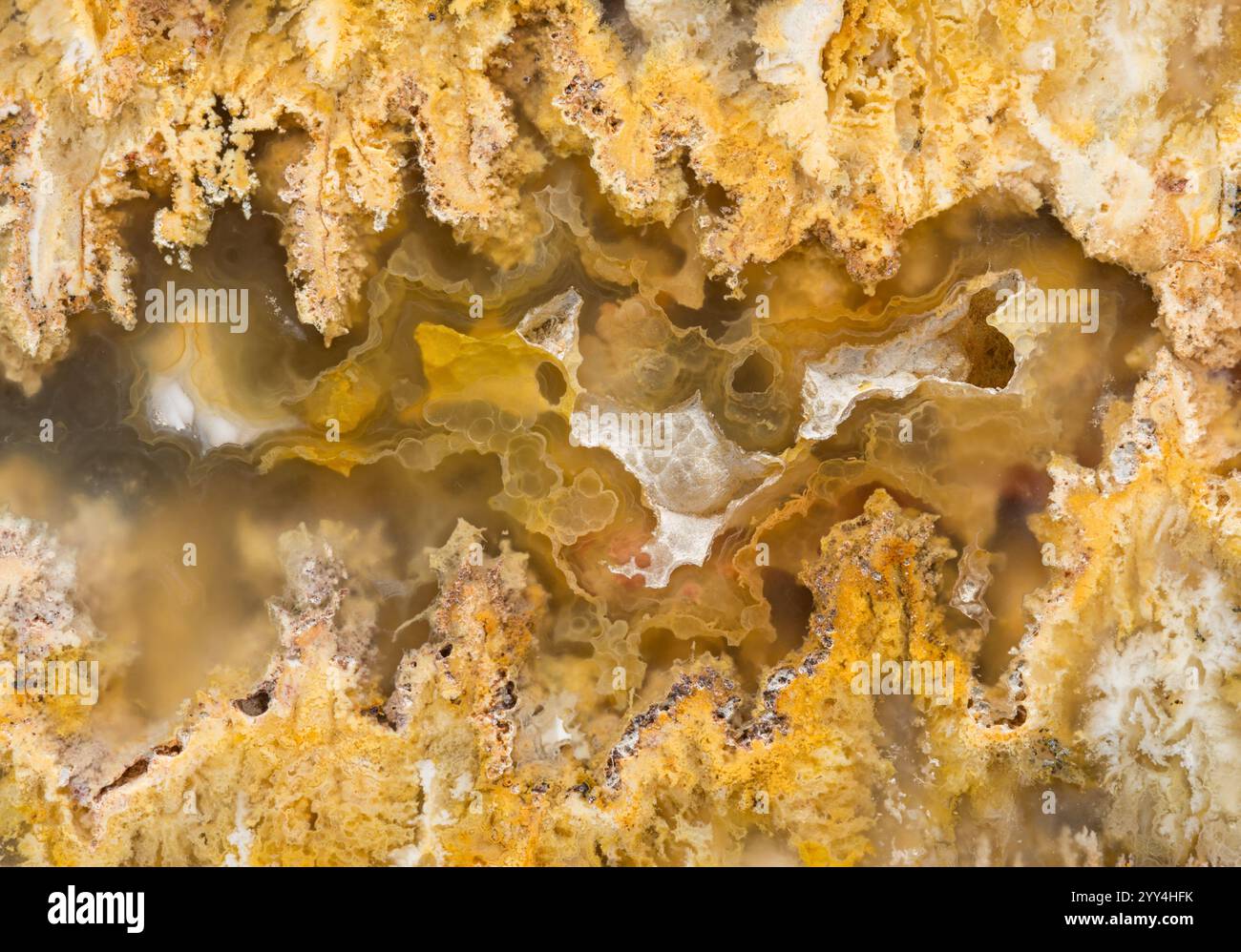 Macro photography showcases the mesmerizing patterns of the Graveyard ...