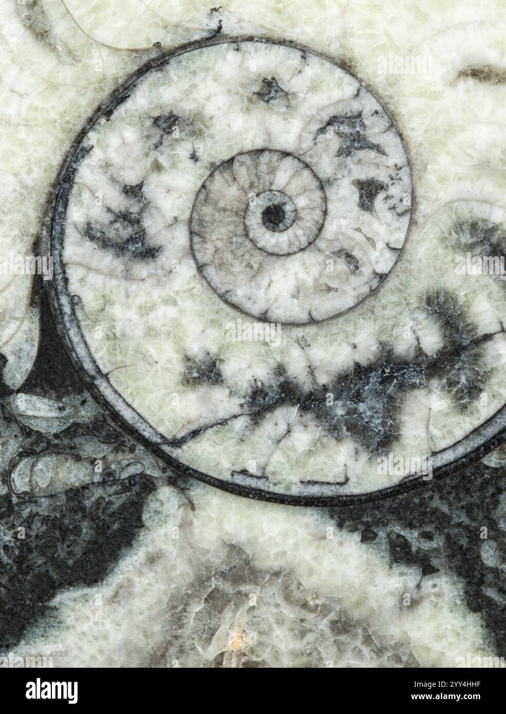 A detailed close-up of a spiral fossil embedded in stone The intricate ...