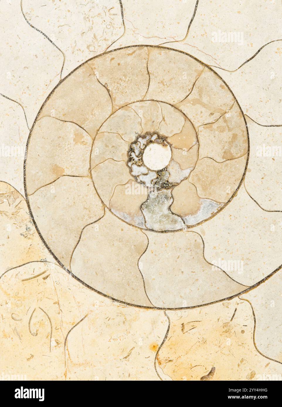 Ammonite study hi-res stock photography and images - Alamy