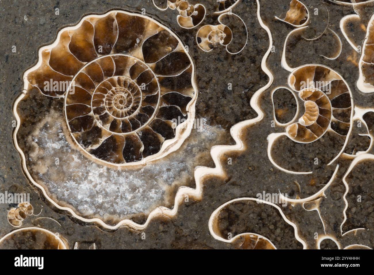 Close-up image of ammonite fossils embedded in stone, showcasing ...