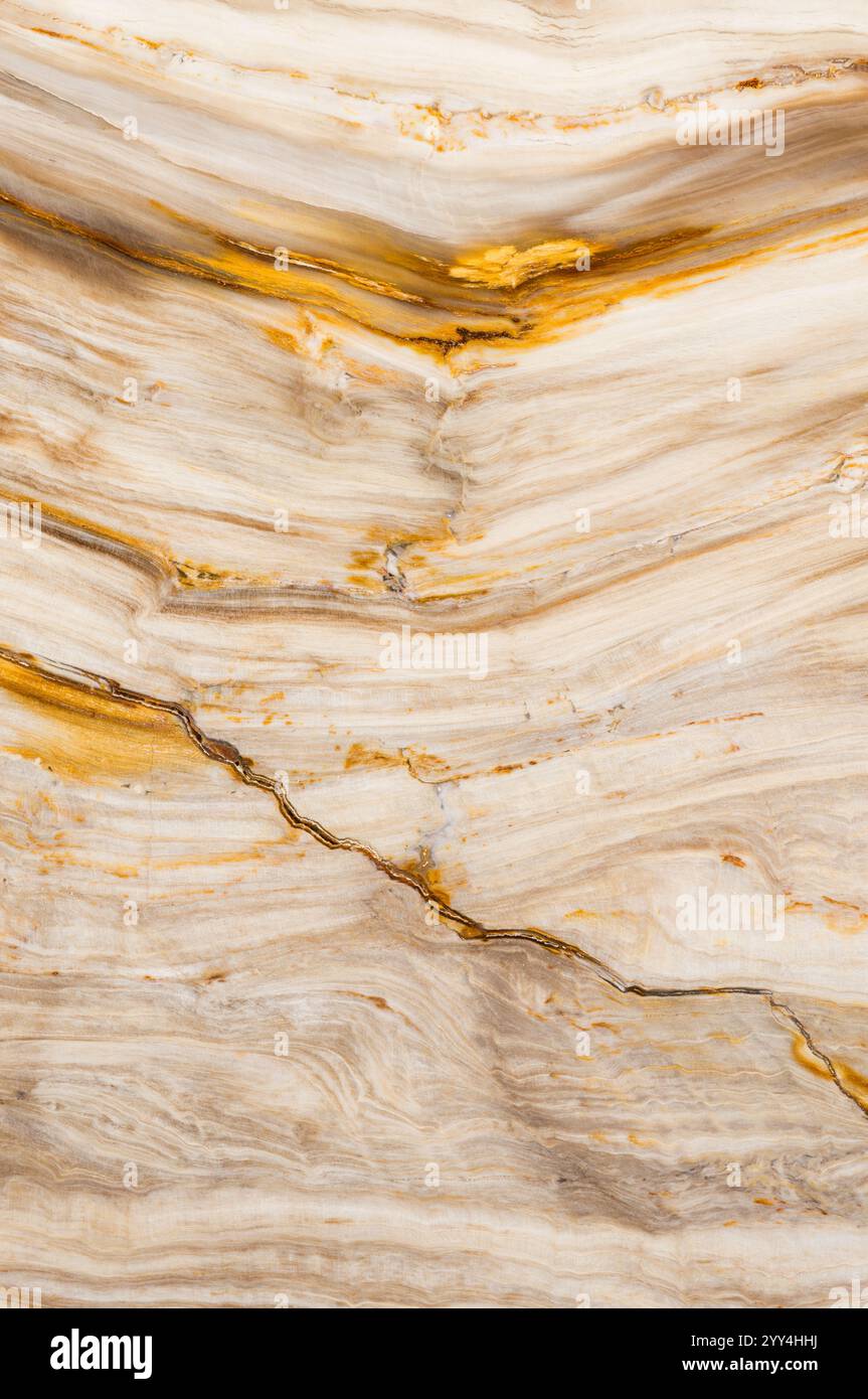 High-resolution image showcasing a detailed close-up of a fossil ...