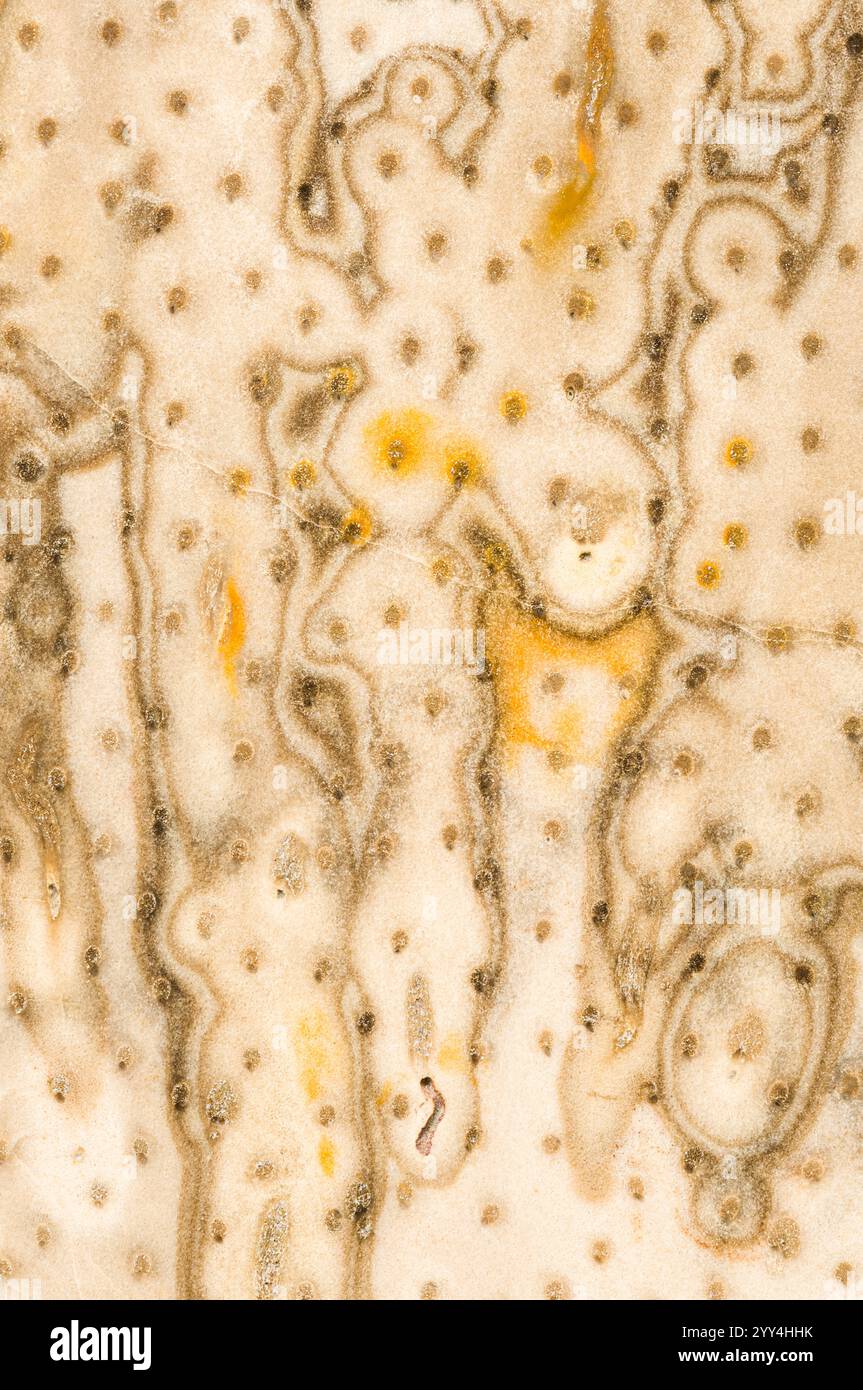 This close-up image captures intricate fossilized textures and patterns ...