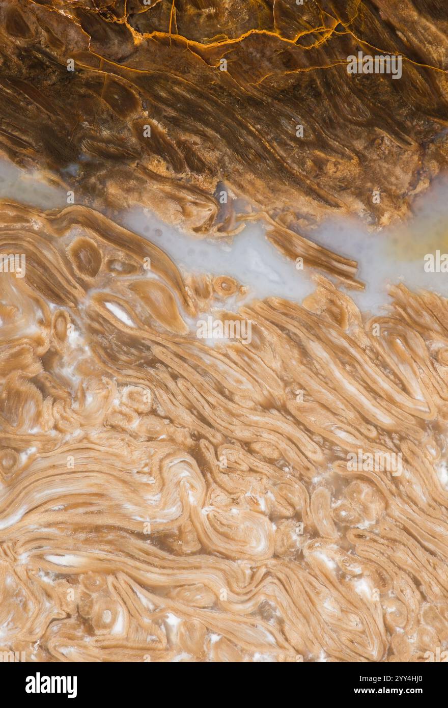 Detailed image of a geological fossil texture in warm earthy shades The ...