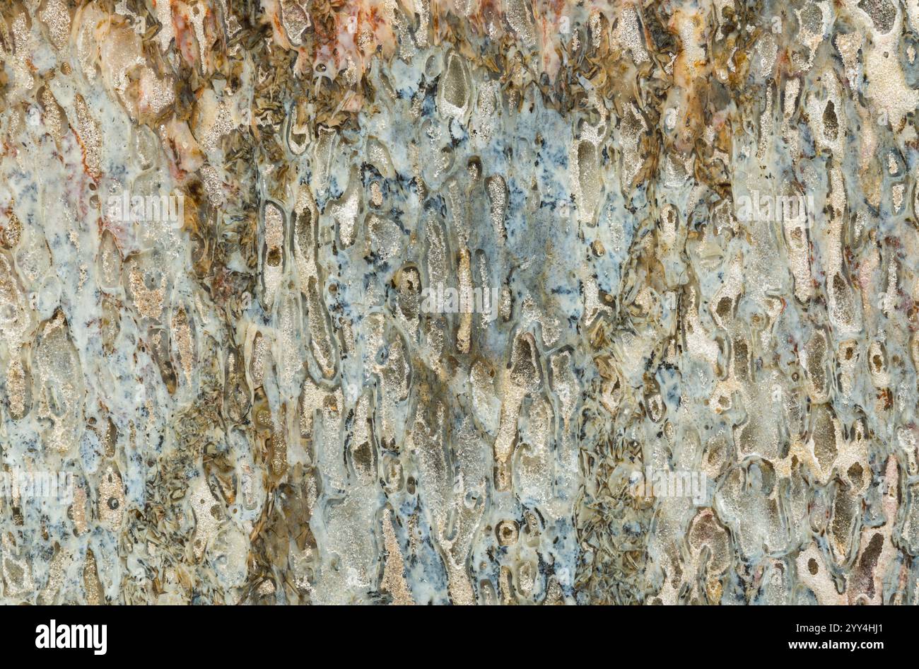 Explore the intricate details of this fossil texture with earthy hues ...