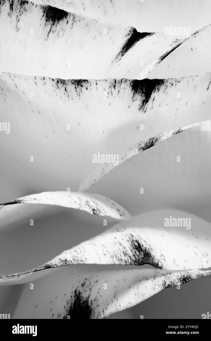 Patterns enhance Black and White Stock Photos & Images - Alamy