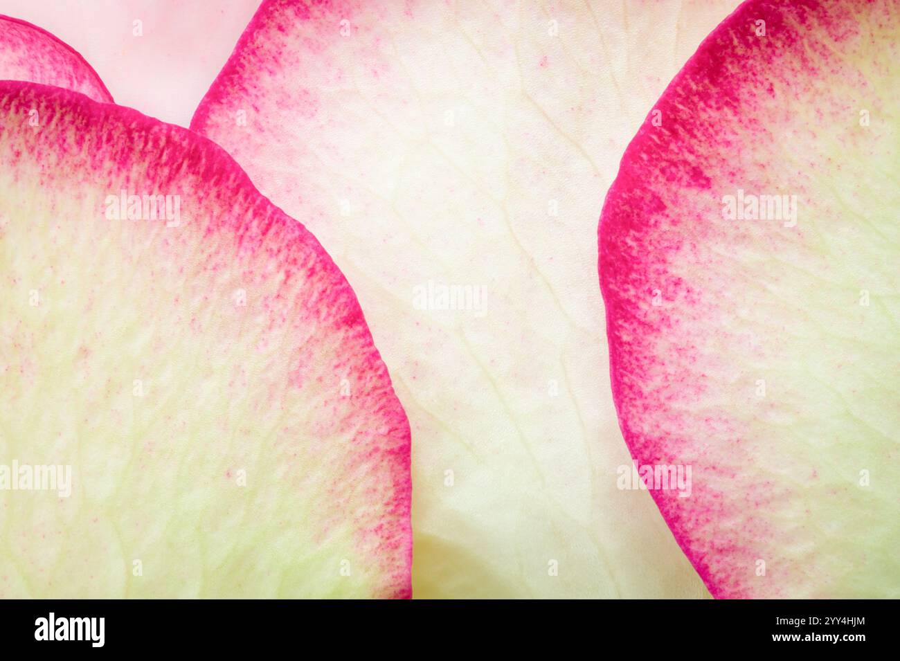 Macro photograph of the delicate petals of a rose blossom, highlighting ...