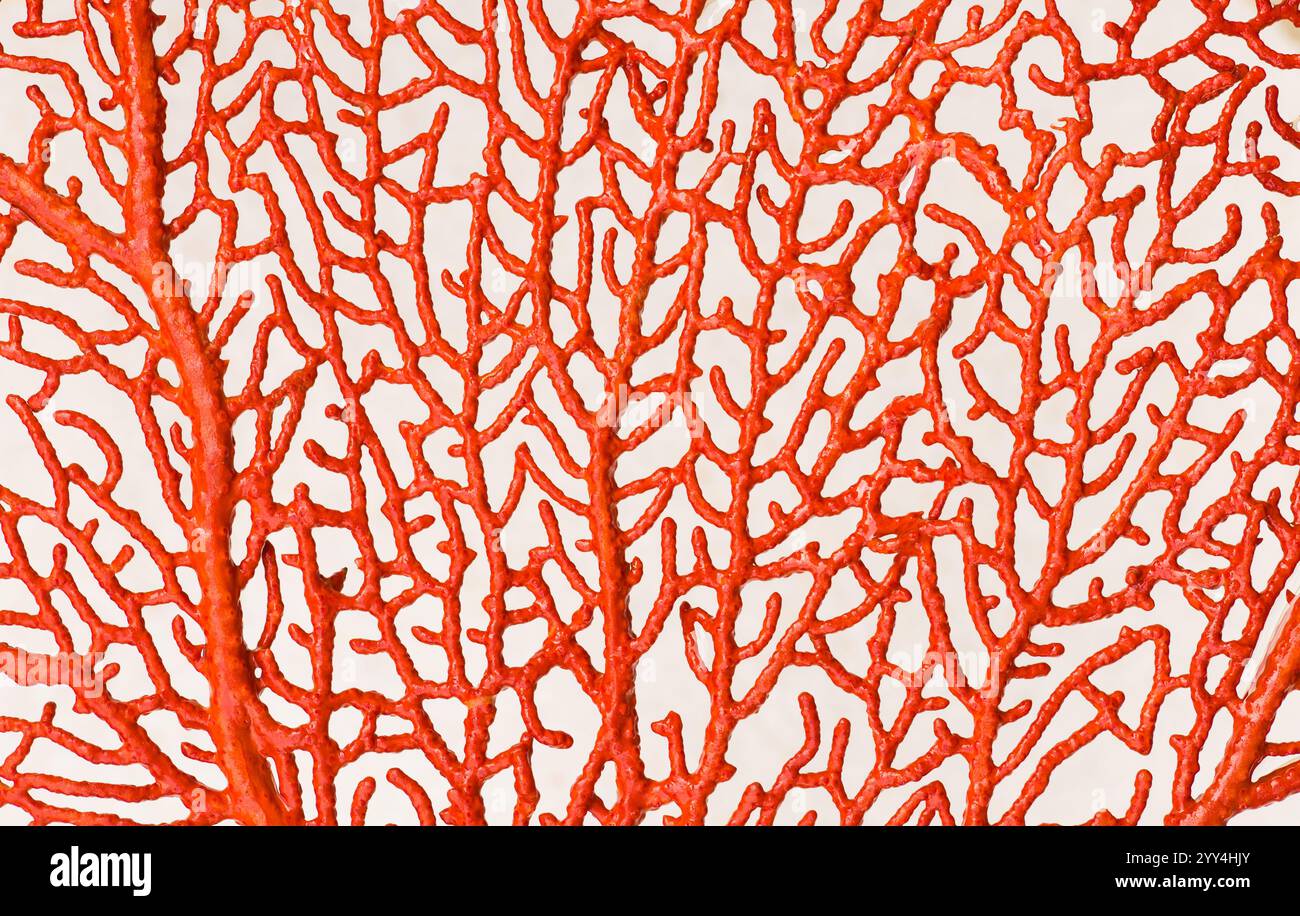Branching skeleton of a red sea fan (Echinogorgia sp.); a type of coral ...