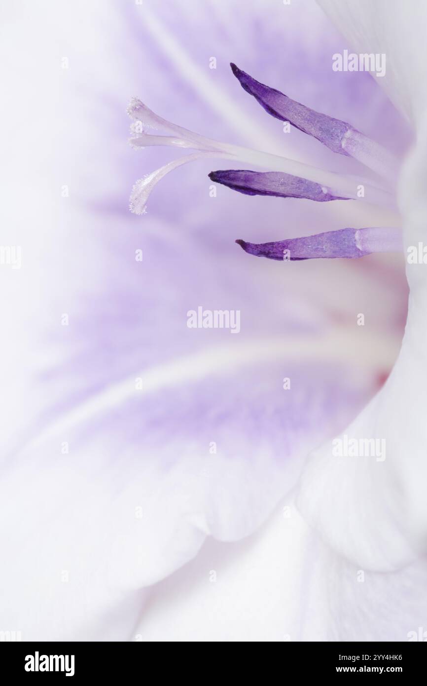 Showcasing fine petal textures hi-res stock photography and images - Alamy