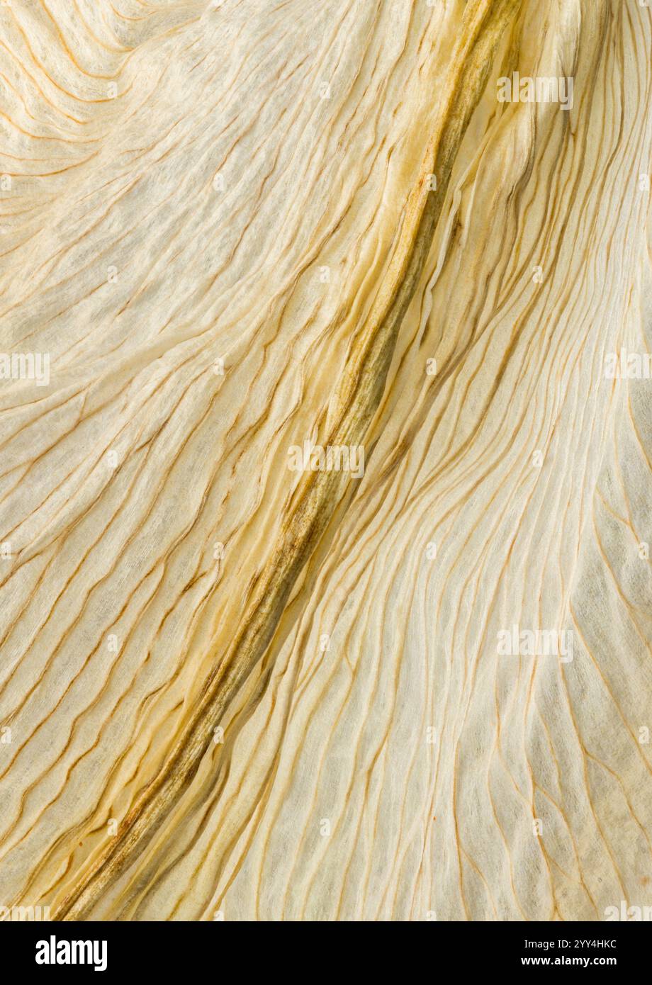 Revealing subtle patterns hi-res stock photography and images - Alamy