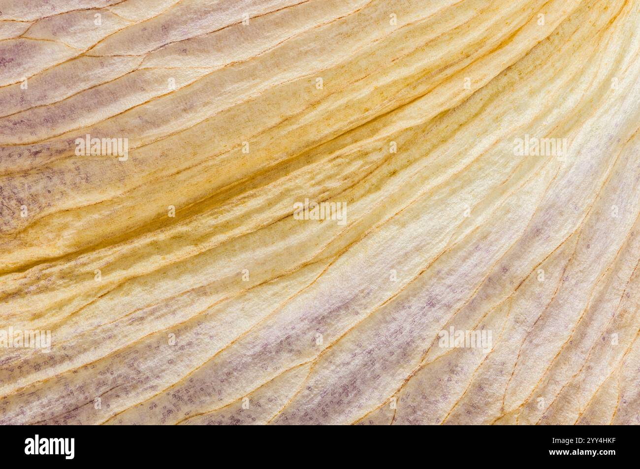 This macrophotograph captures the intricate texture of a decaying lily ...