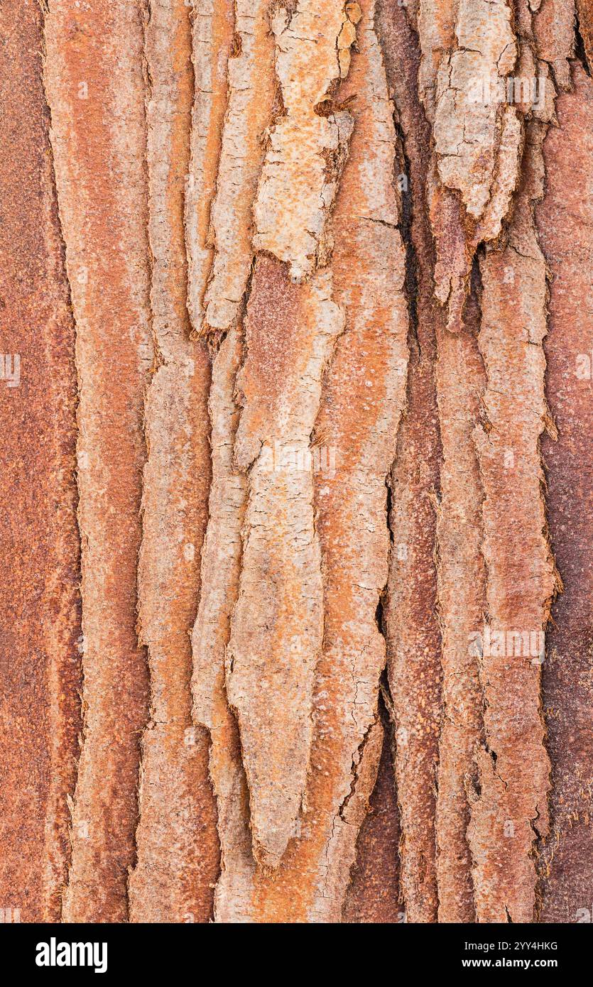 Detailed image of Hinoki cypress tree, Chamaecyparis obtusa, native to the island of Japan The ...