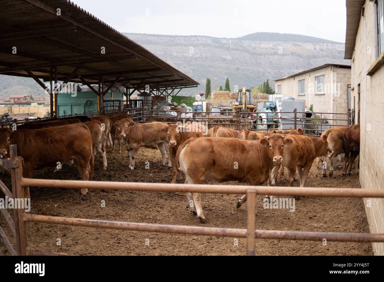 A herd of cattle stands within a muddy farm enclosure, bordered by ...