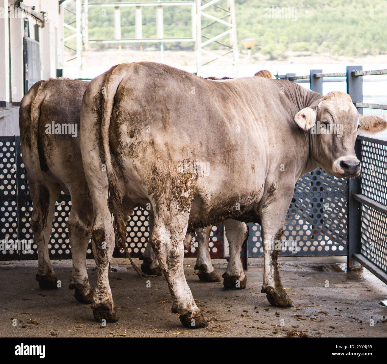 Meat industry cattle enclosure hi-res stock photography and images - Alamy