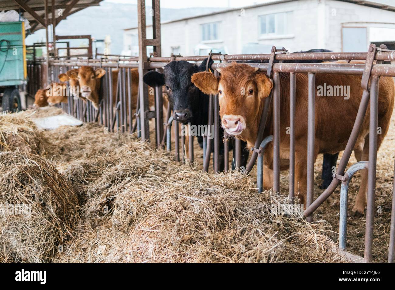 Cattle rustic barn buildings hi-res stock photography and images - Alamy