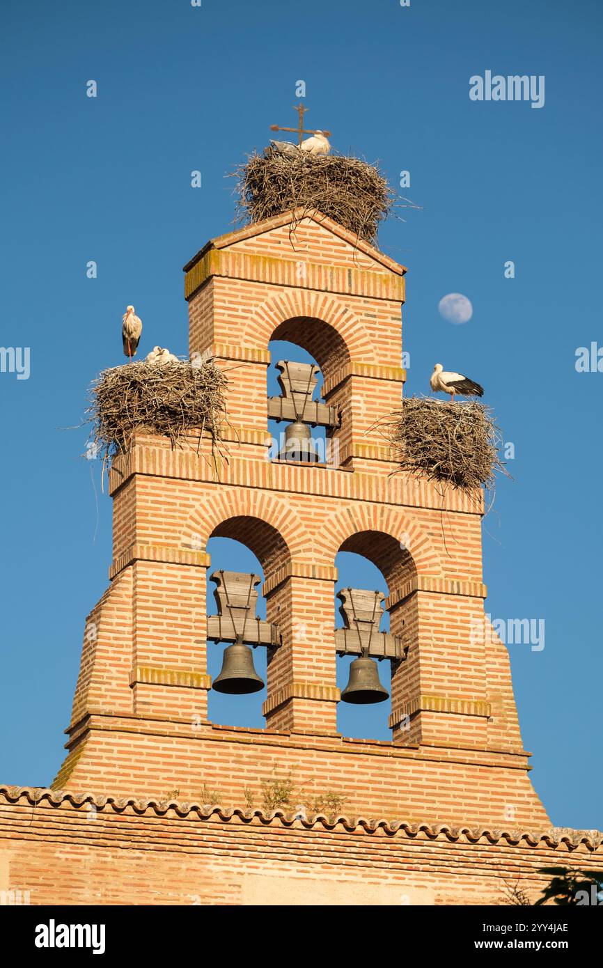 A brick bell tower hosts stork nests while the birds perch under a ...