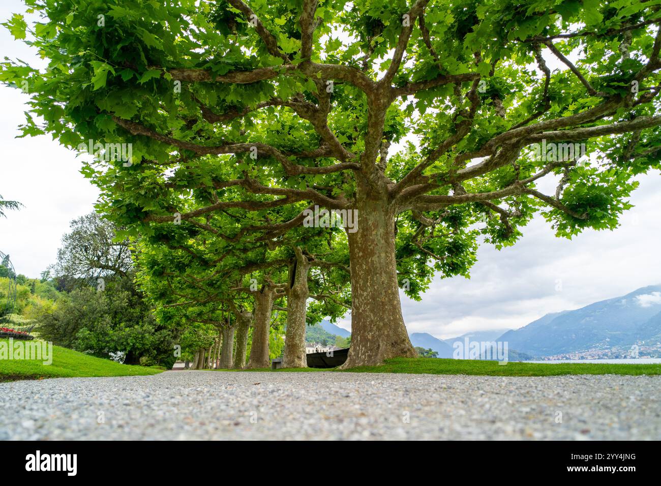 A picturesque tree-lined pathway on the shores of Lake Garda, Italy ...