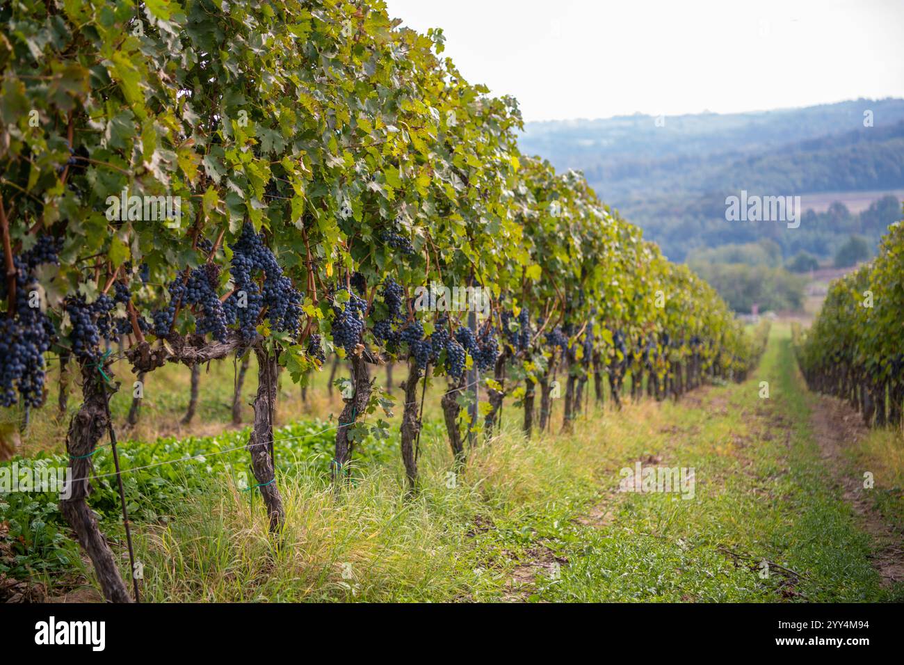 Beautiful rows of red grape green vineyards in summer with blue sky ...