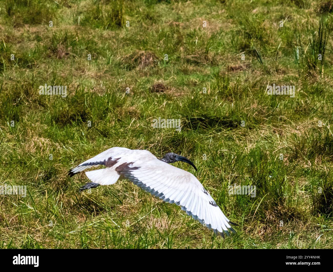 Telephoto of African Sacret Ibis -Threskiornis aethiopicus- in the ...