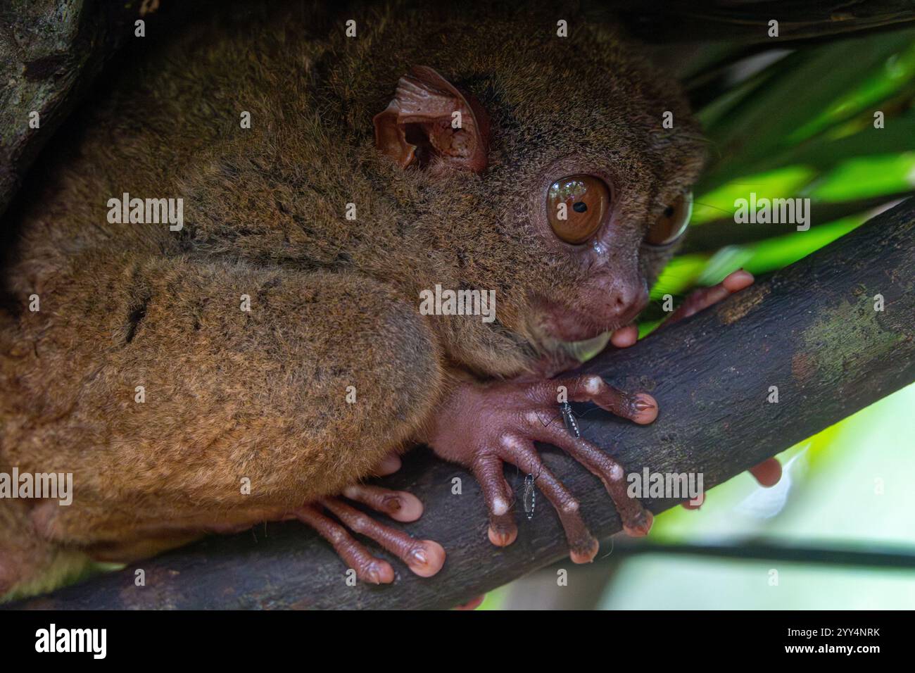 Endangered Tarsier in Bohol Tarsier sanctuary, Cebu, Philippines Stock ...