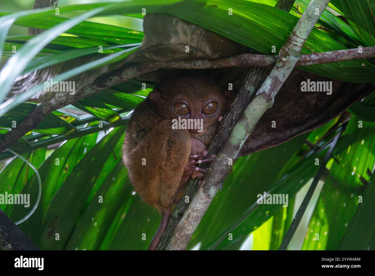 Endangered Tarsier in Bohol Tarsier sanctuary, Cebu, Philippines Stock ...