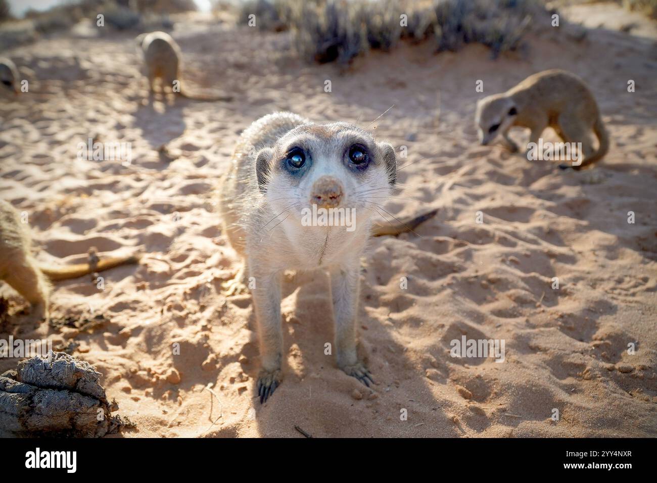 Dig a burrow hi-res stock photography and images - Alamy