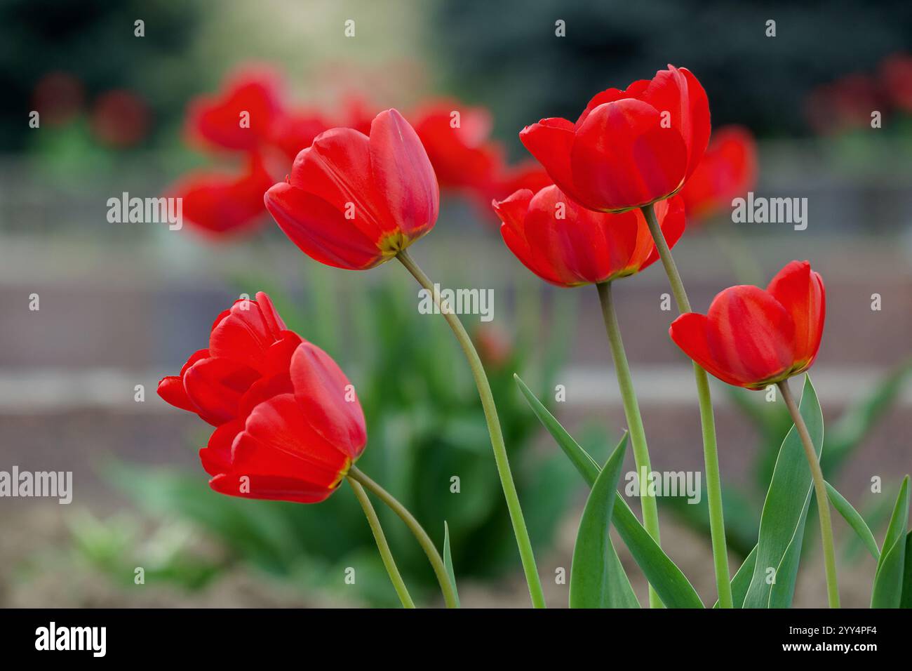 Tulip symbol spring in bloom hi-res stock photography and images - Alamy