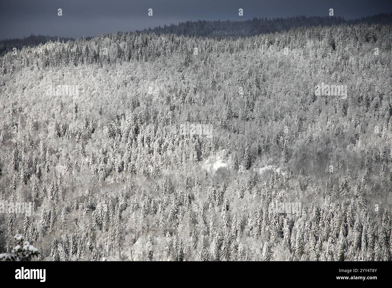 Mijoux, France. 09th Dec, 2024. Snow-capped forests in the Jura ...
