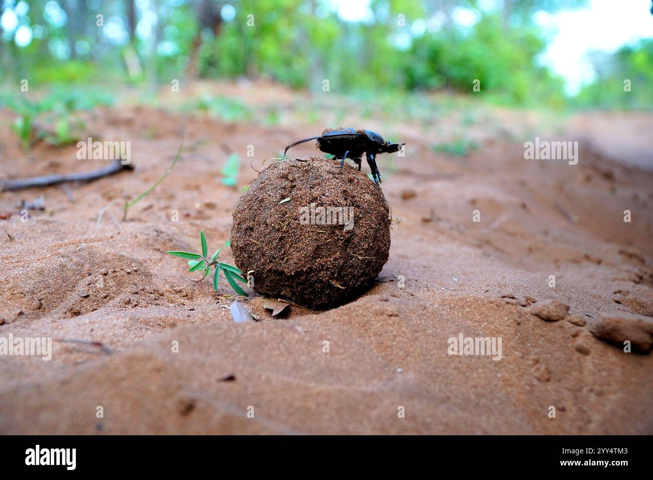Flightless dungbeetle on a dung ball in african savannah Stock Photo ...