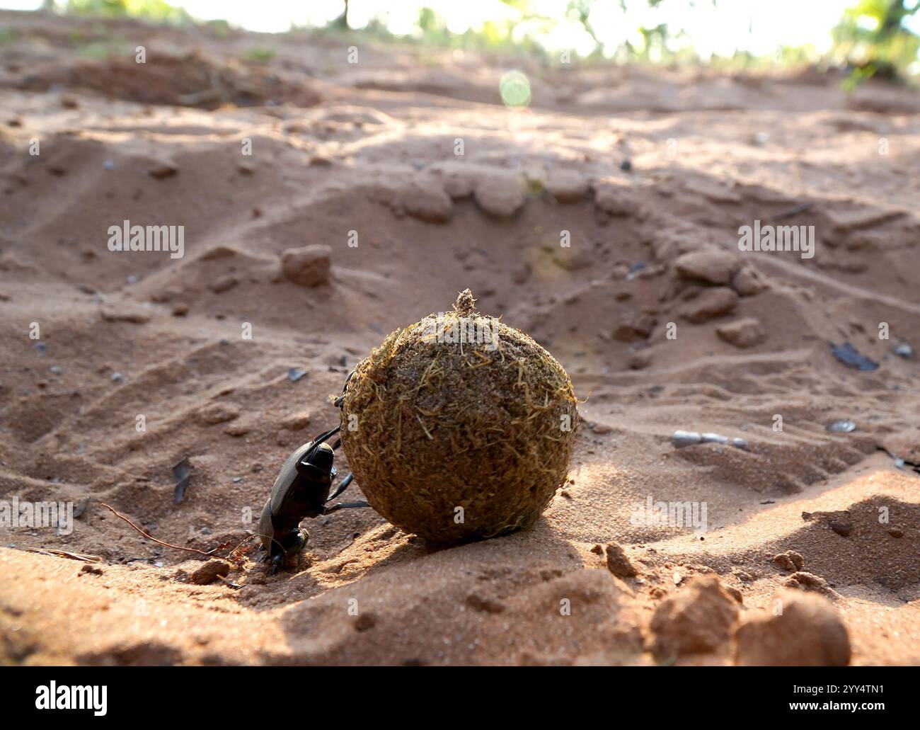 Flightless dungbeetle on a dung ball in african savannah Stock Photo ...