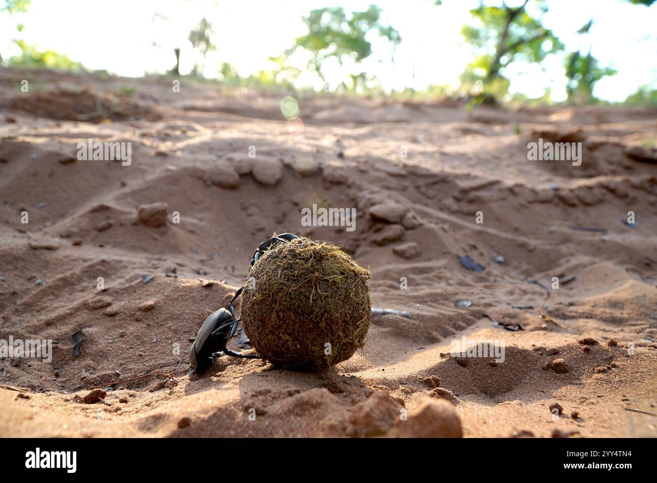 Flightless dungbeetle on a dung ball in african savannah Stock Photo ...