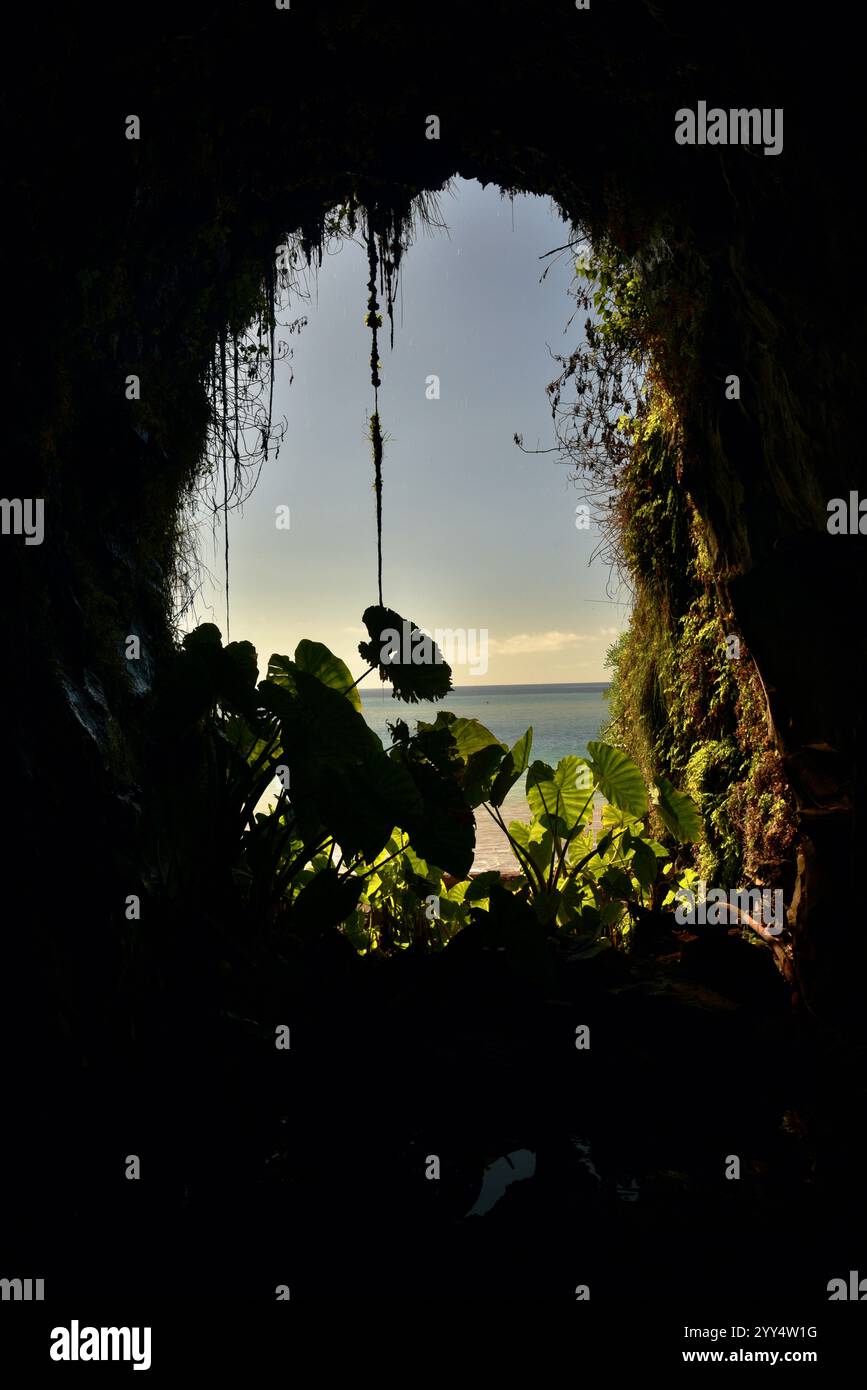 Secret tunnel opening, overflowing with tropical plants and vines, that ...